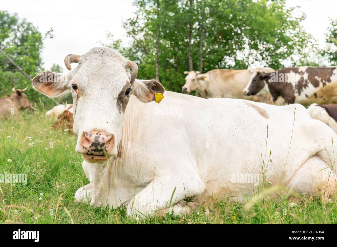 Pretty cow hi-res stock photography and images - Alamy