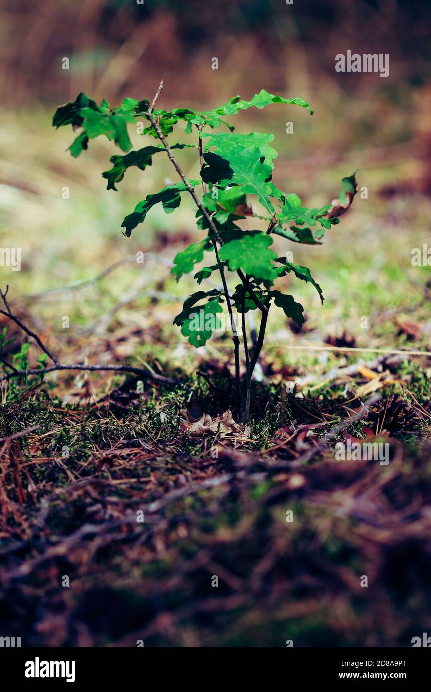 Close up of little oak tree sapling growing on forrest floor Stock ...