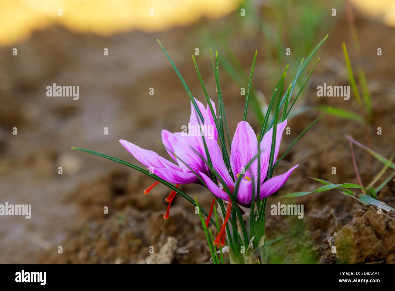 Close up of purple saffron flowers at harvest season Stock Photo - Alamy