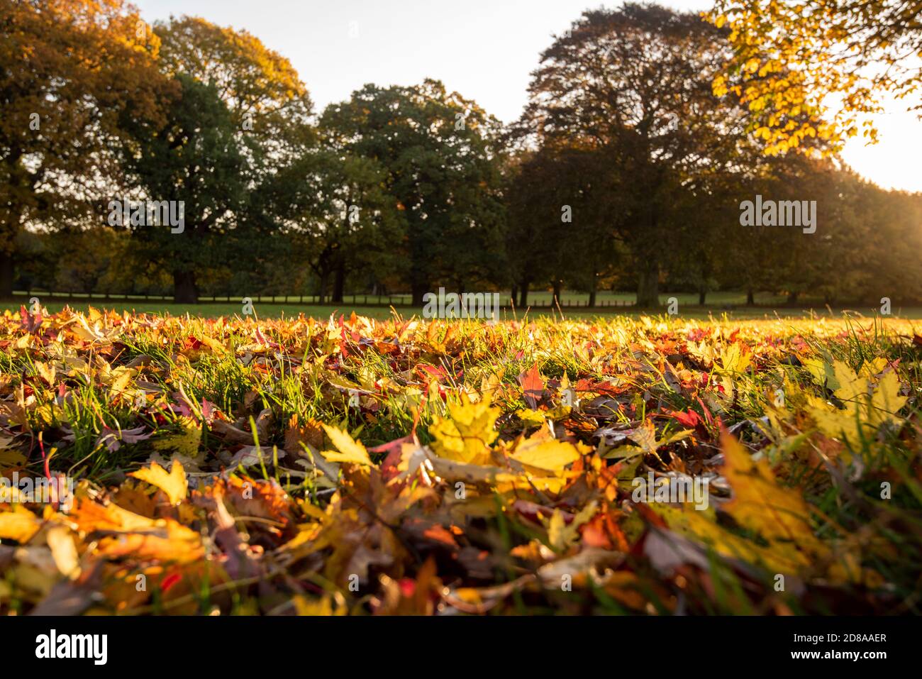 Autumn leaves in the morning light at Wollaton Hall & Deer Park ...