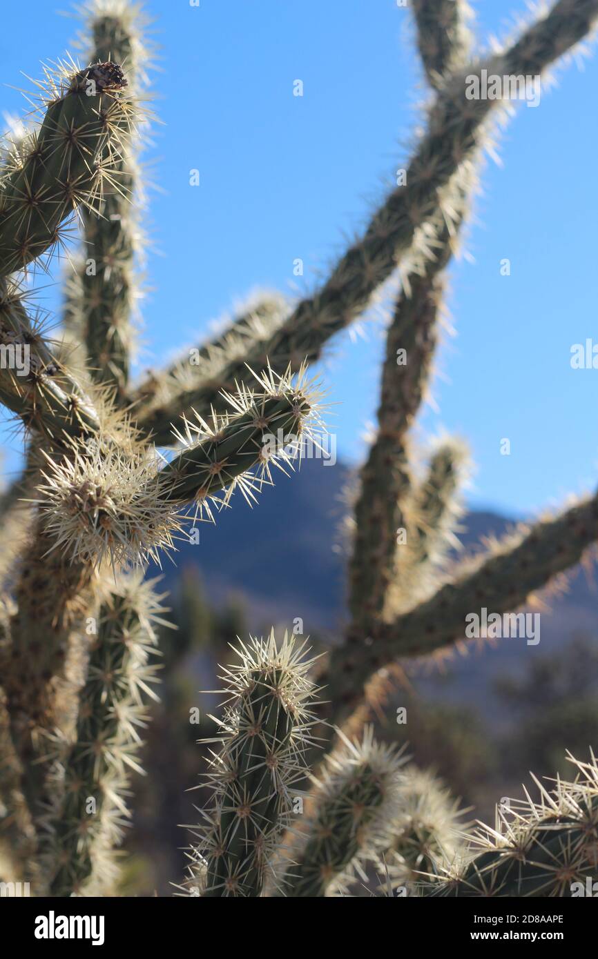 Barbed cholla cactus hi-res stock photography and images - Alamy