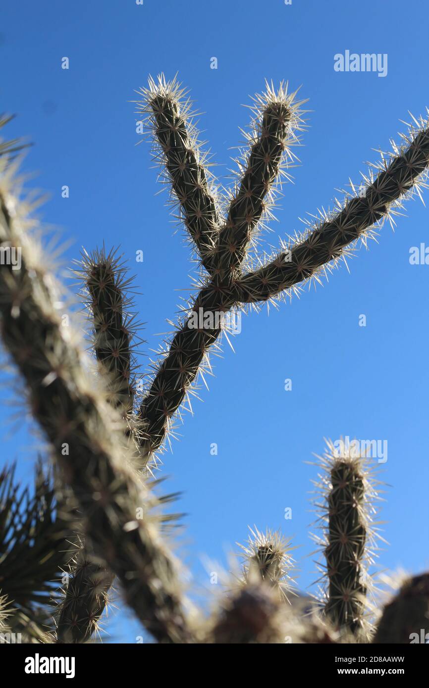 Barbed cholla cactus hi-res stock photography and images - Alamy