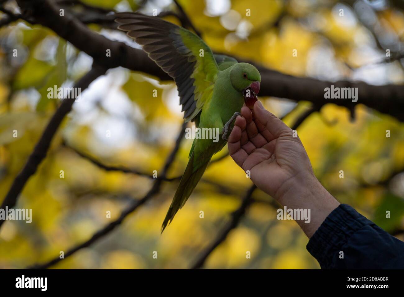 London, UK. 28th Oct, 2020. Weather, visitors feed the parakeets and ...
