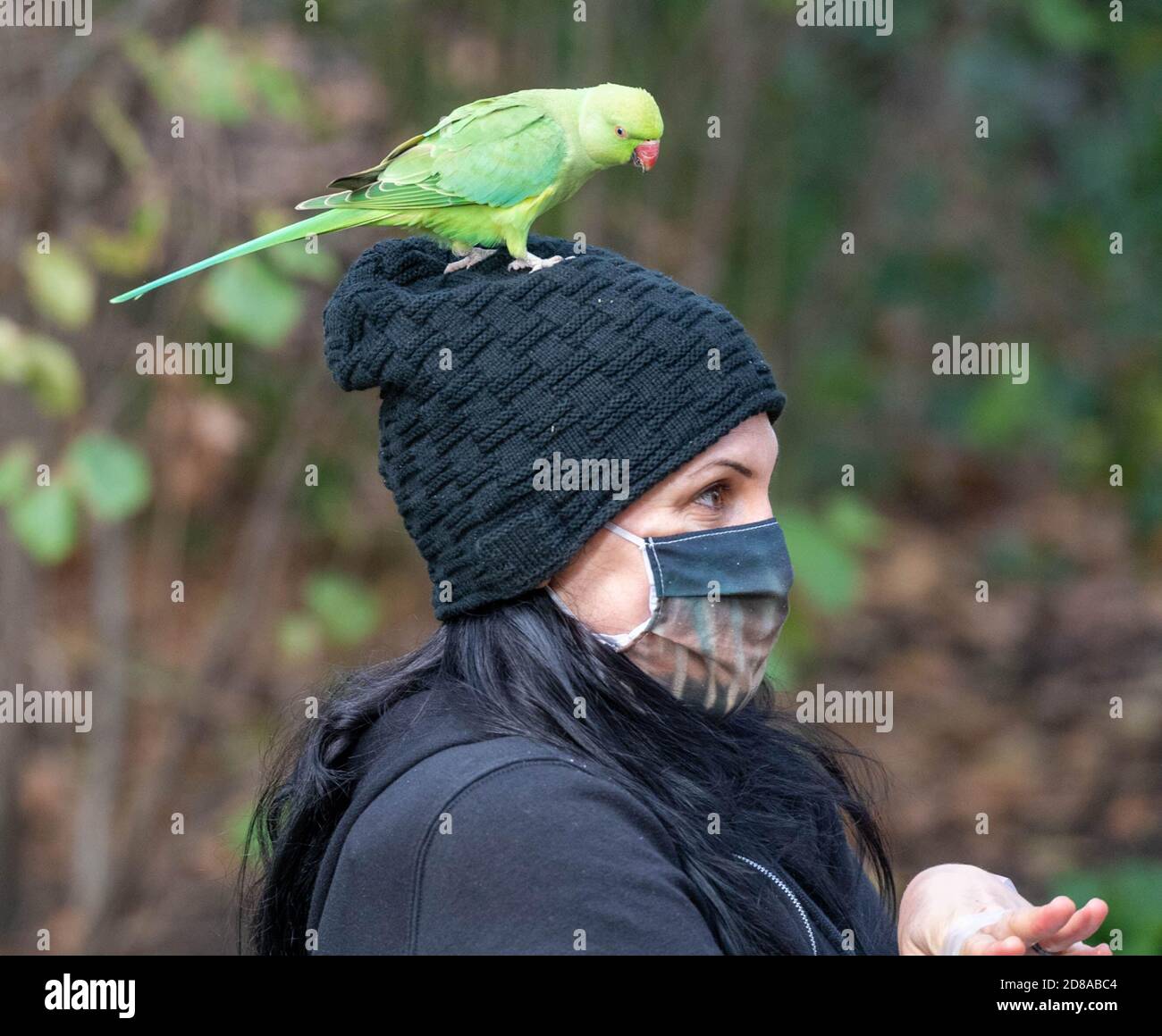 London, UK. 28th Oct, 2020. Weather, visitors feed the parakeets and ...
