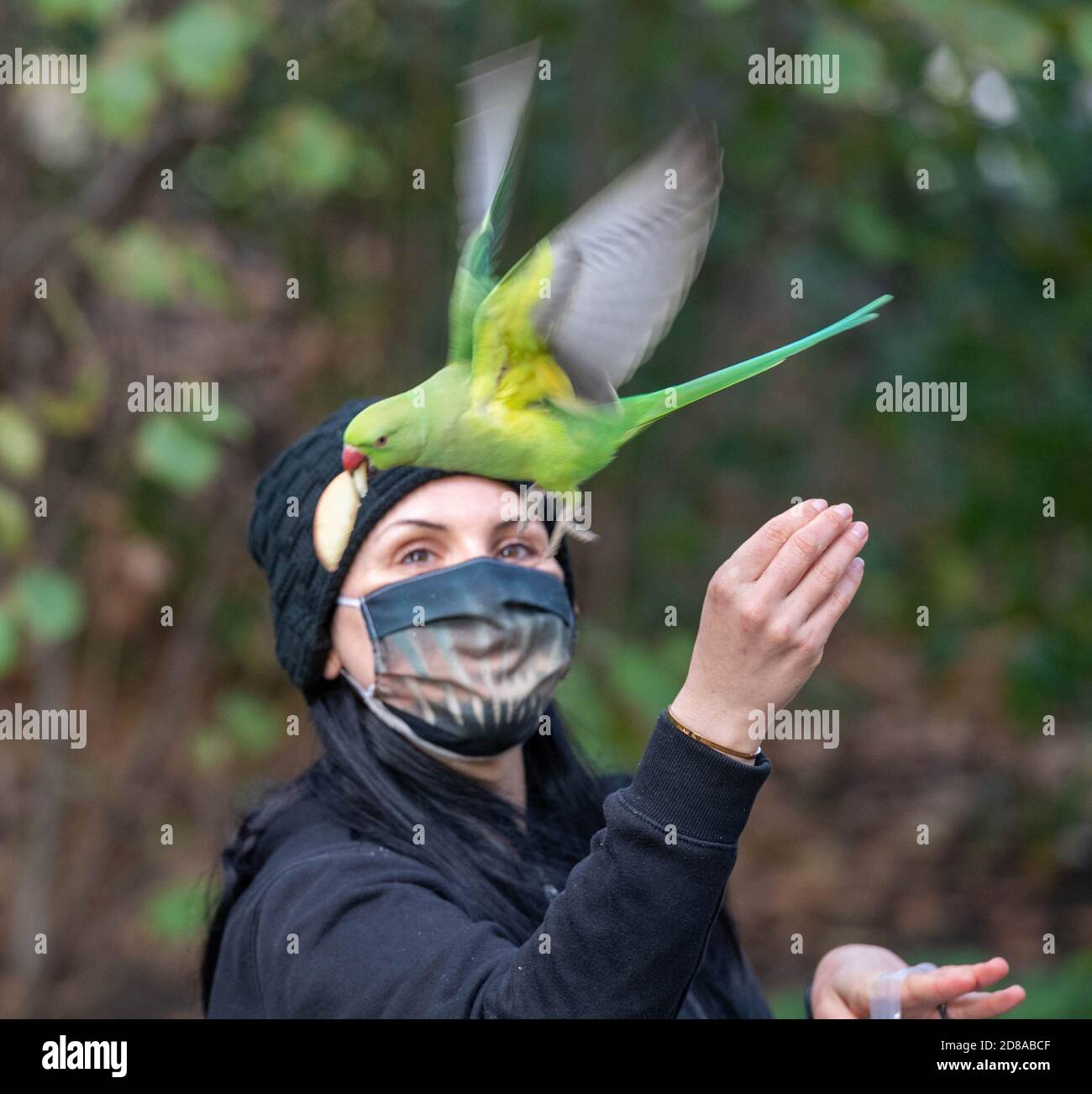 London, UK. 28th Oct, 2020. Weather, visitors feed the parakeets and ...