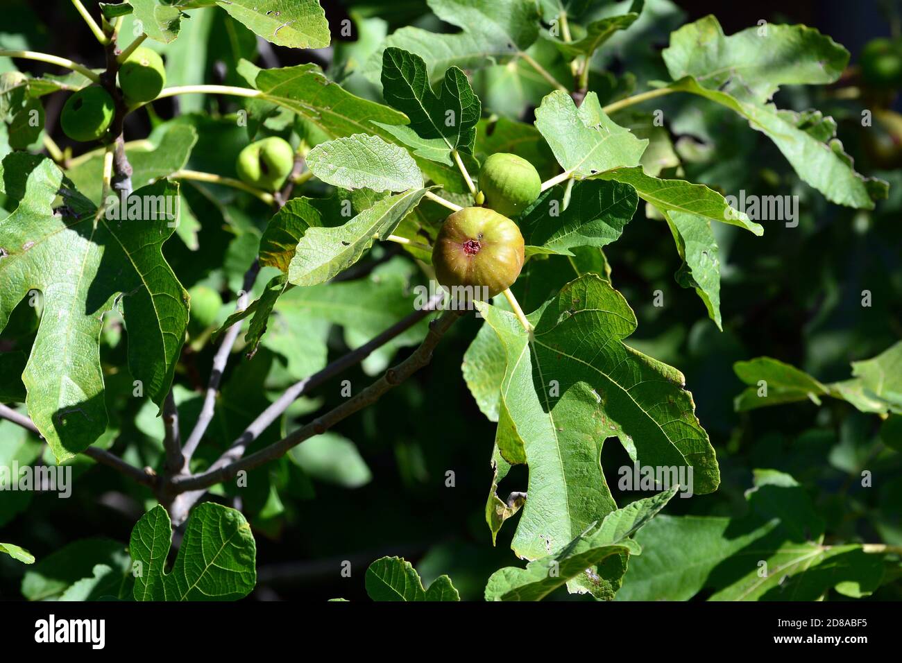 Feige hi-res stock photography and images - Alamy