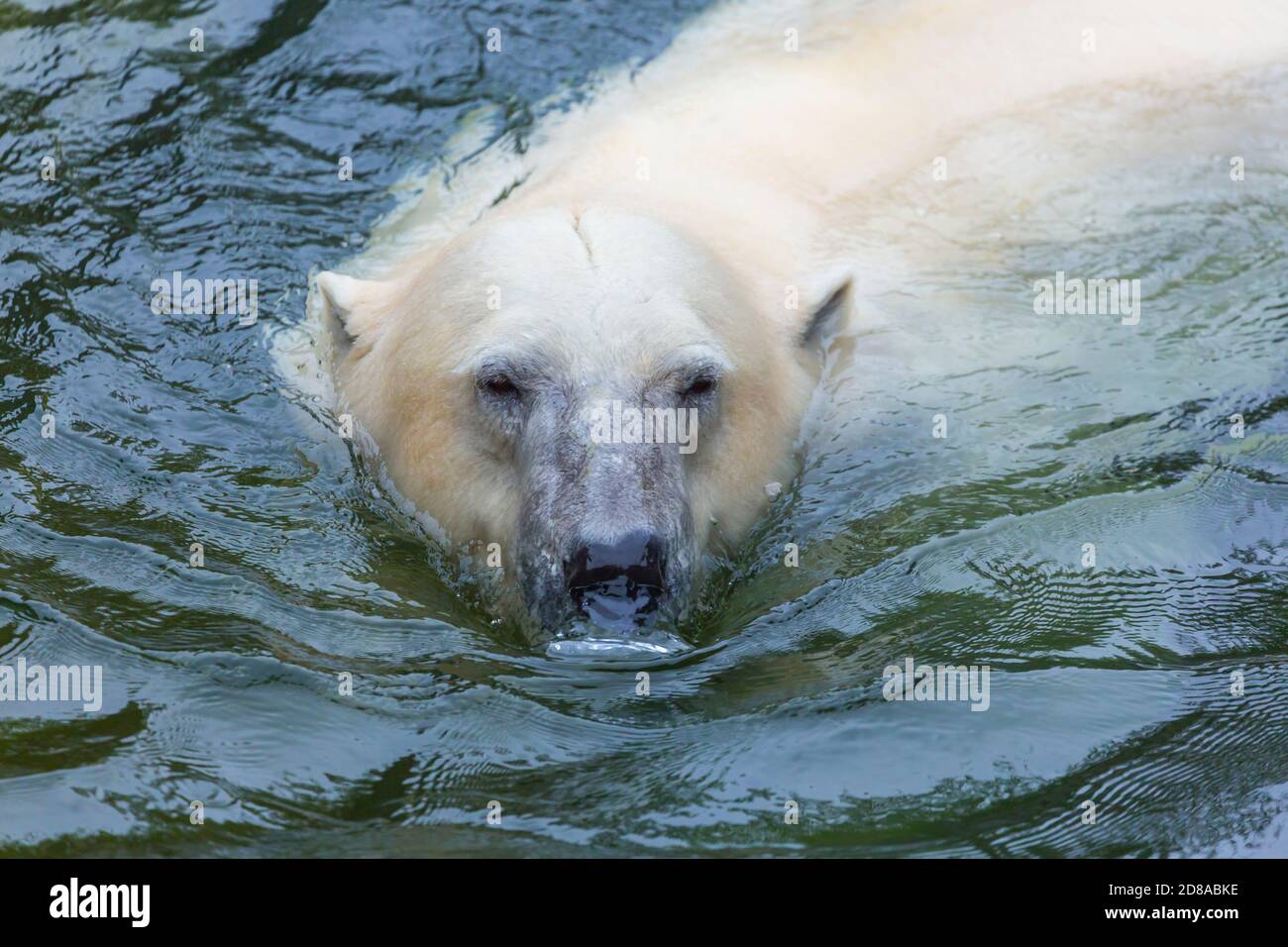POLAR BEAR (Ursus maritimus Stock Photo - Alamy