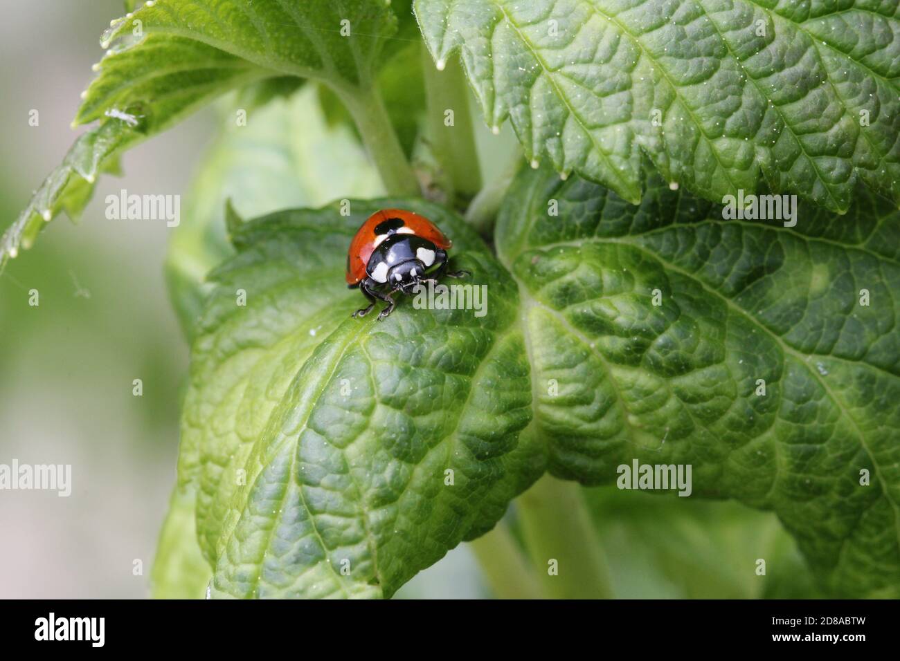 Closeup of an adorable ladybug on a green leaf, outdoors during ...