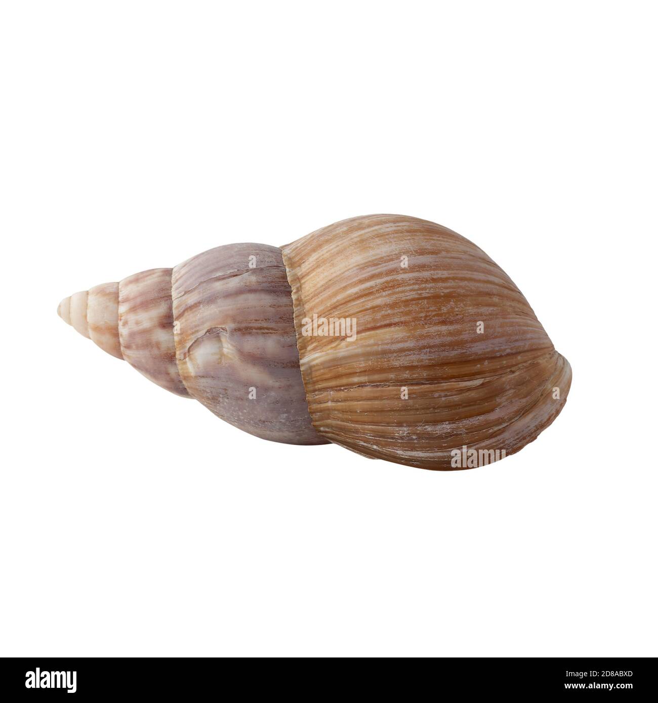 Seashell isolated on white background Stock Photo - Alamy