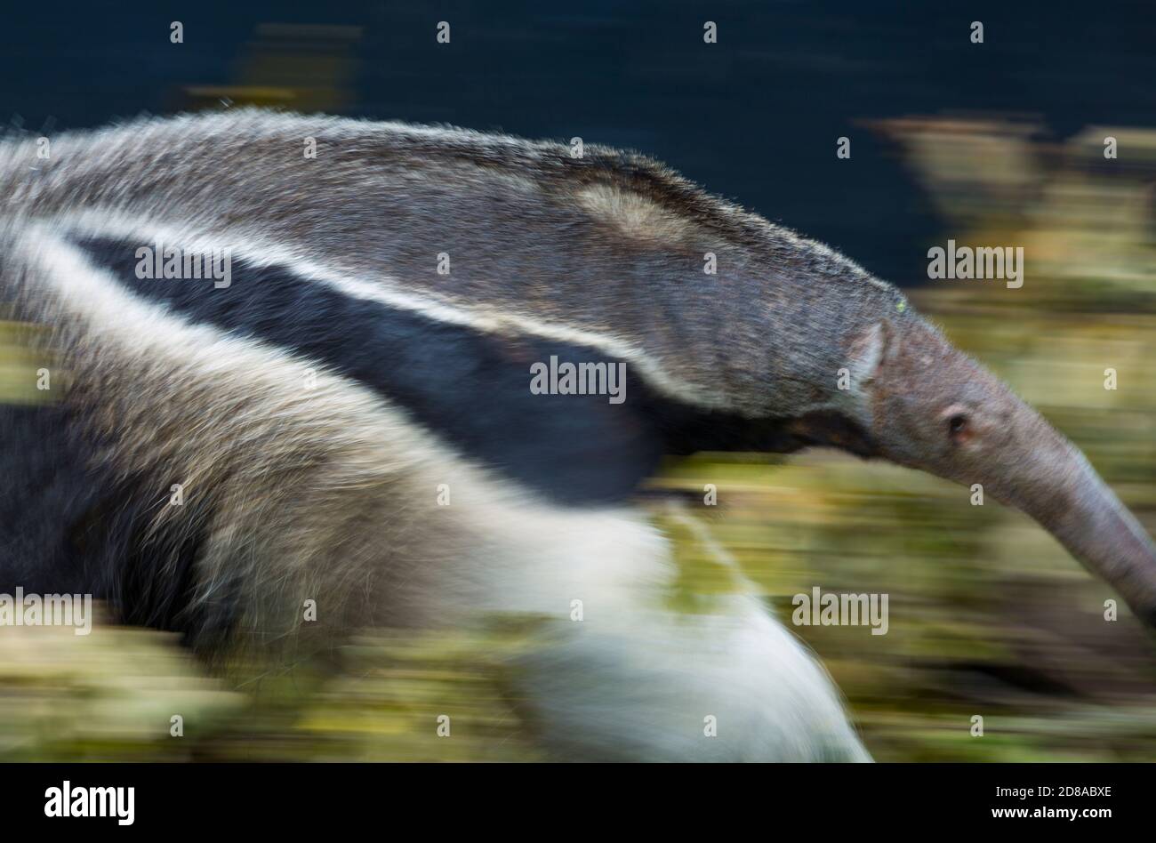 Giant anteater (Myrmecophaga tridactyla Stock Photo - Alamy