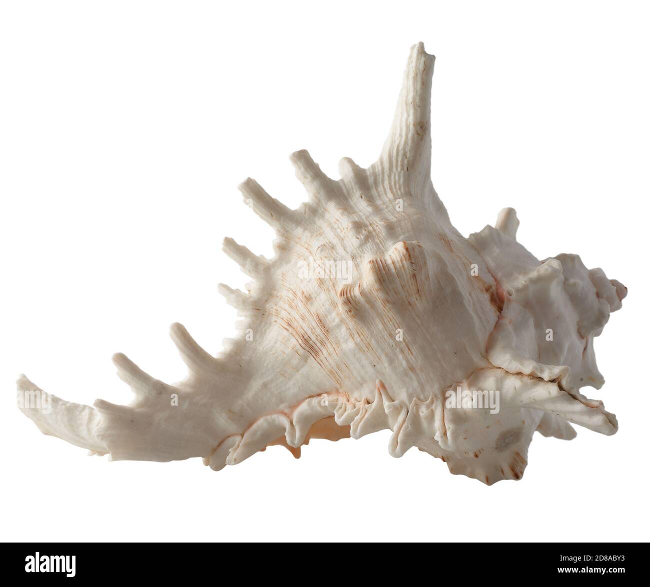 Clamshell shape hi-res stock photography and images - Alamy