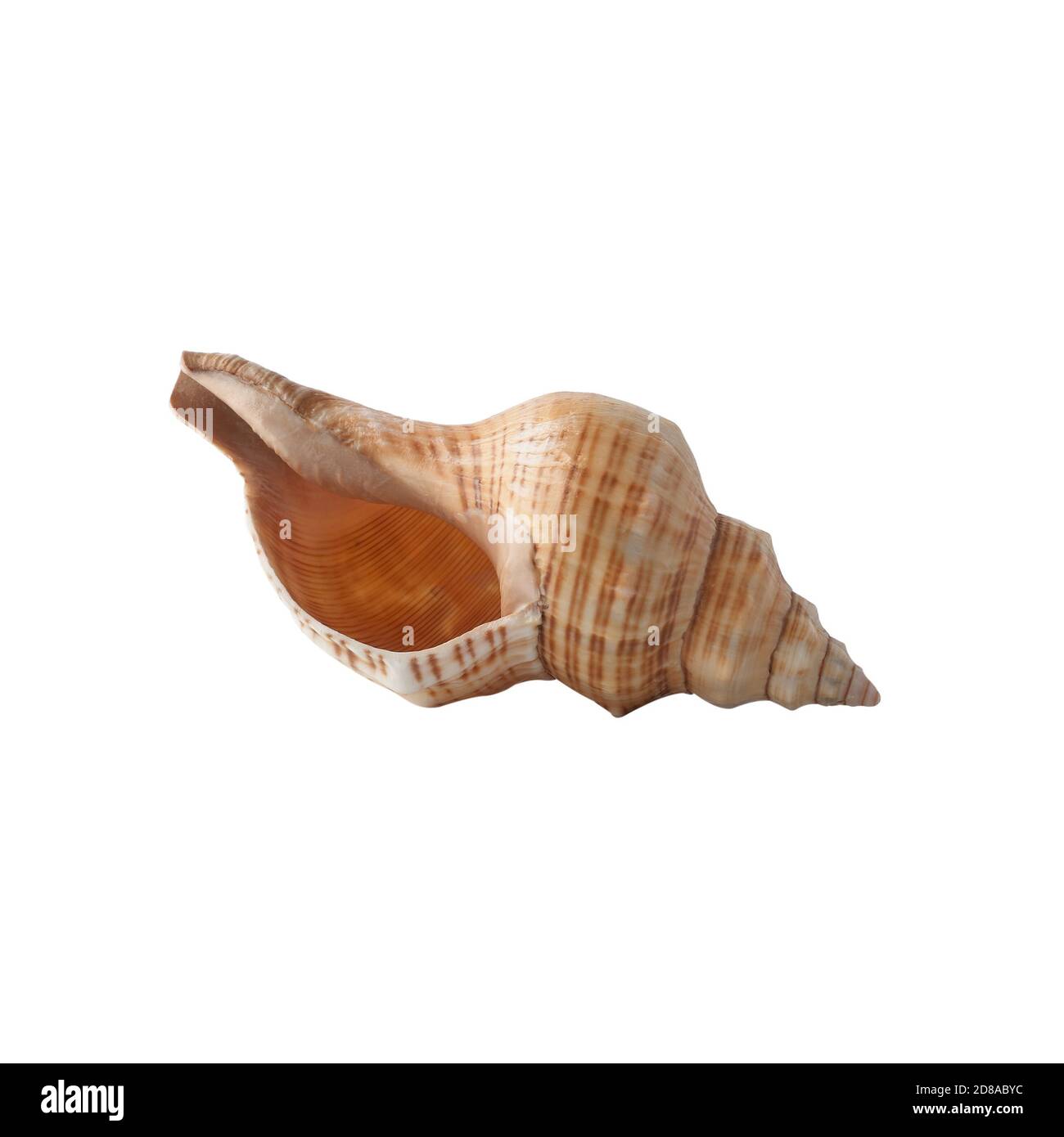 Seashell isolated on white background Stock Photo - Alamy
