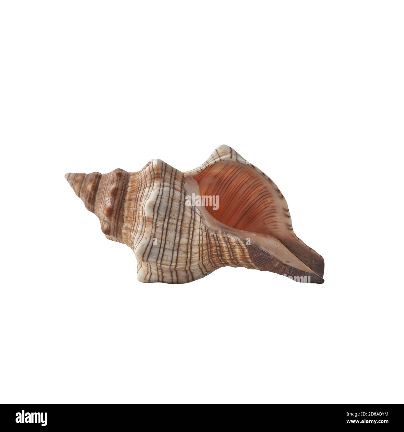 Seashell isolated on white background Stock Photo - Alamy
