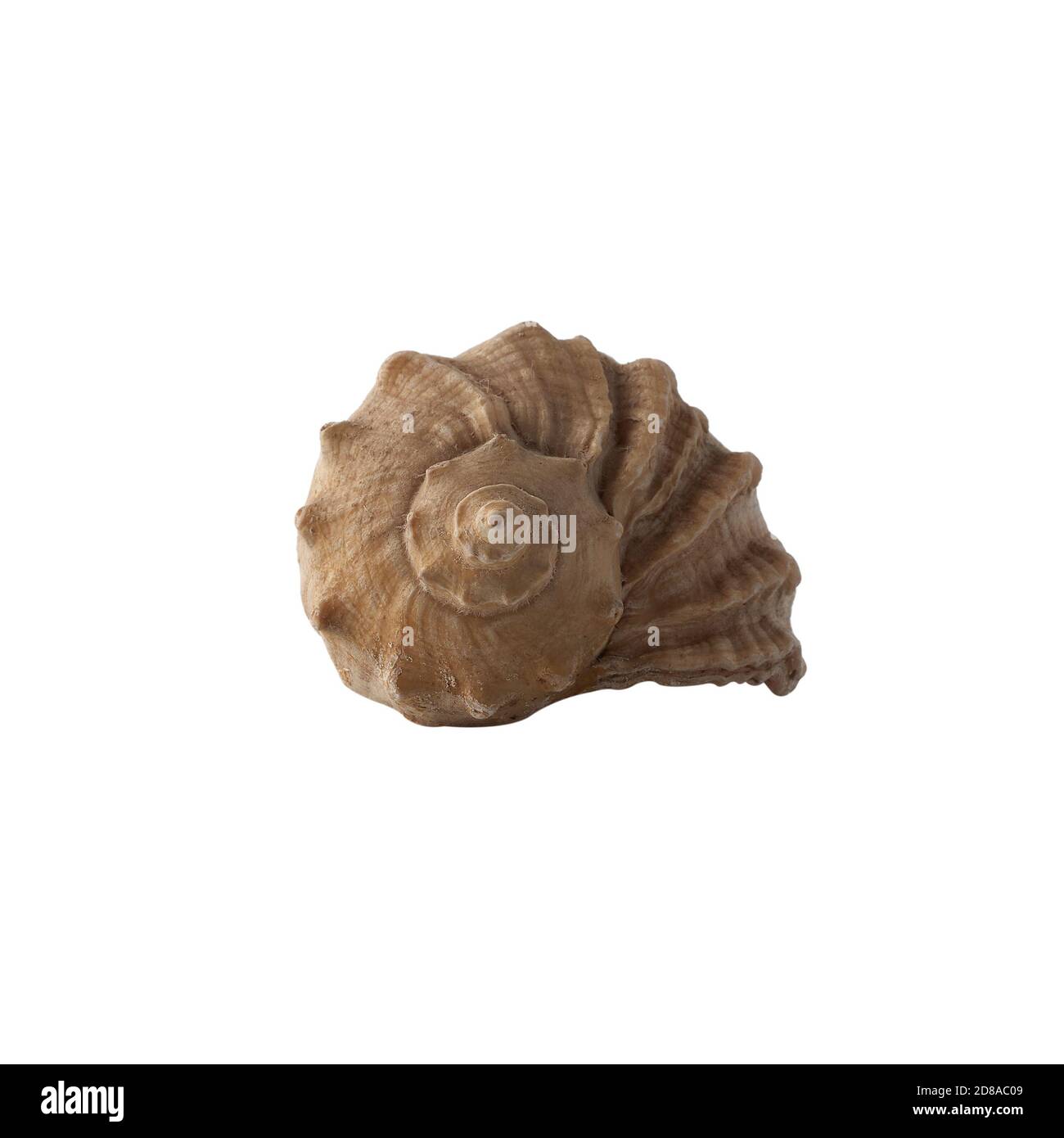 Seashell isolated on white background Stock Photo - Alamy