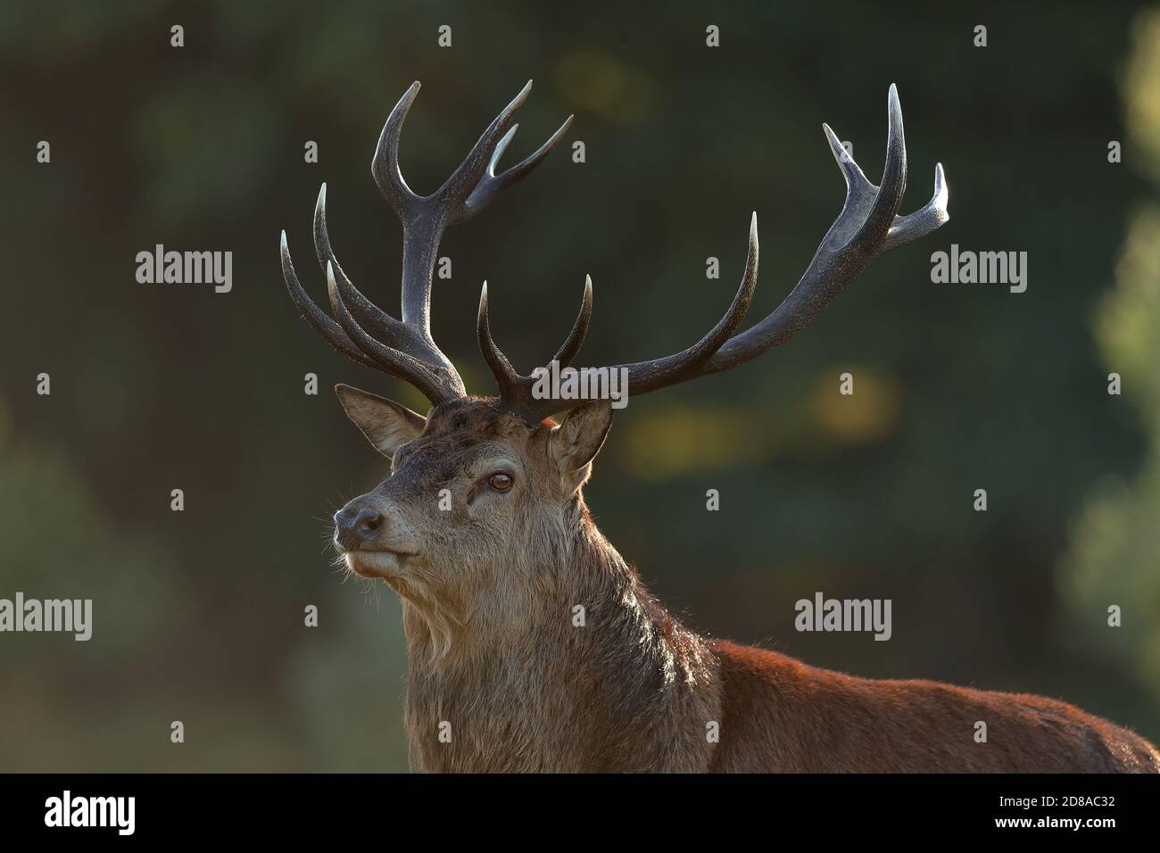 The red deer is one of the largest deer species. The red deer inhabits ...