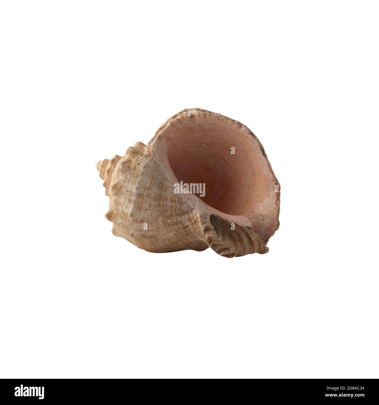 Seashell isolated on white background Stock Photo - Alamy