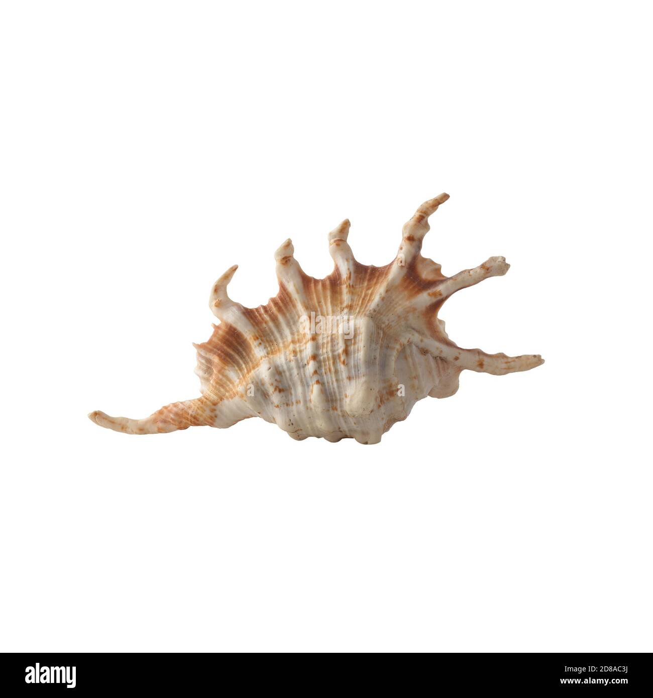 Seashell isolated on white background Stock Photo - Alamy
