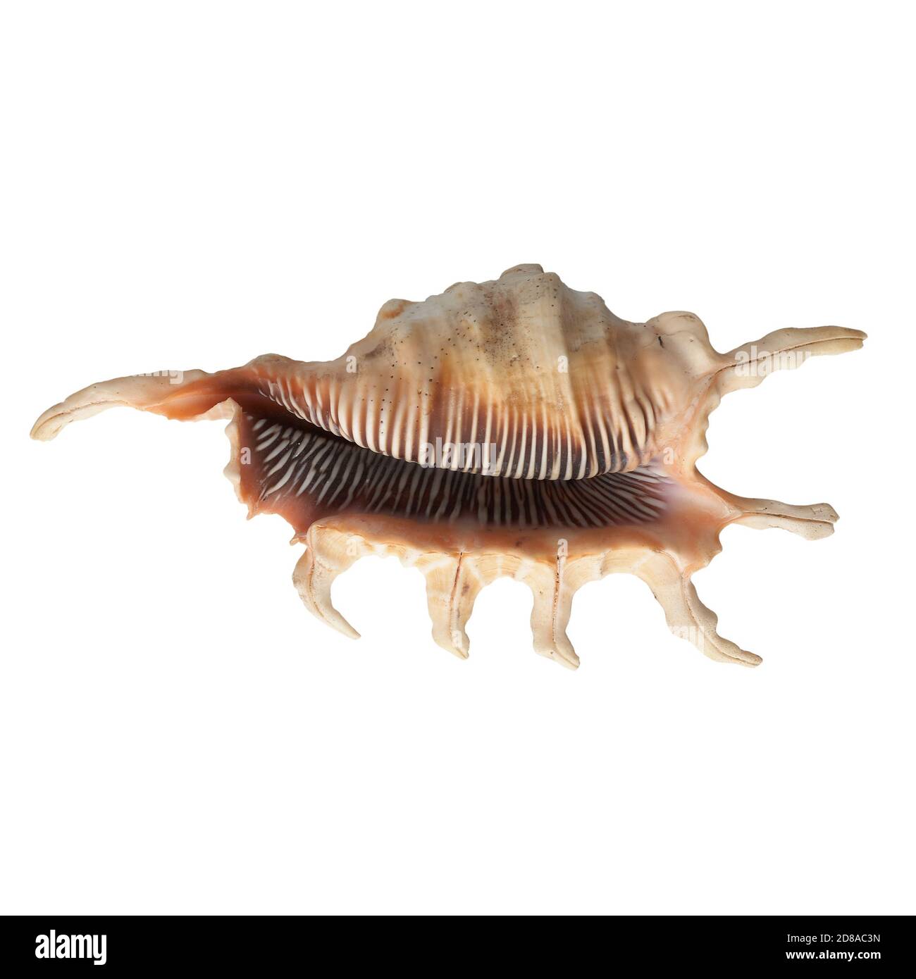 Seashell isolated on white background Stock Photo - Alamy