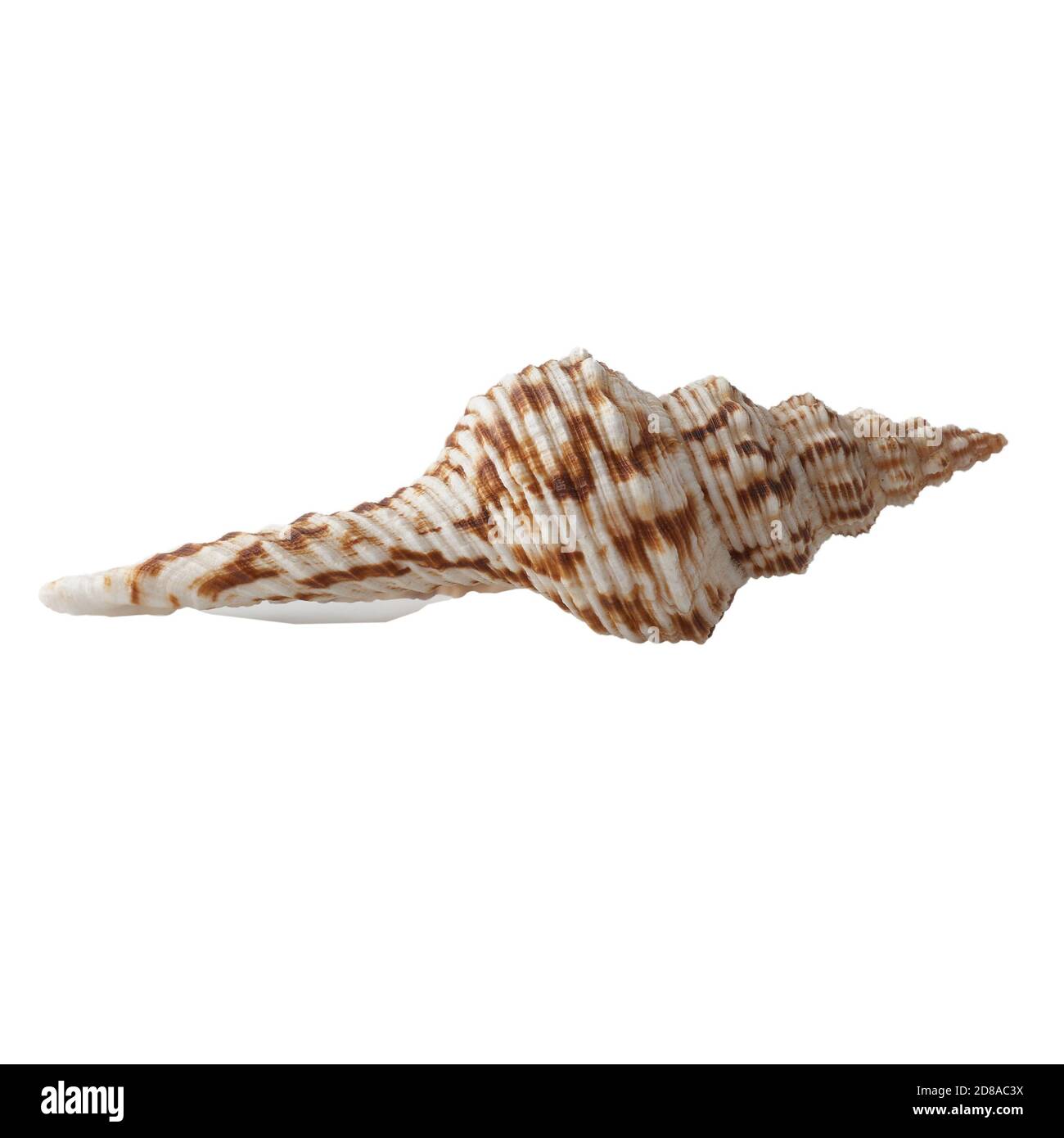 Seashell isolated on white background Stock Photo - Alamy