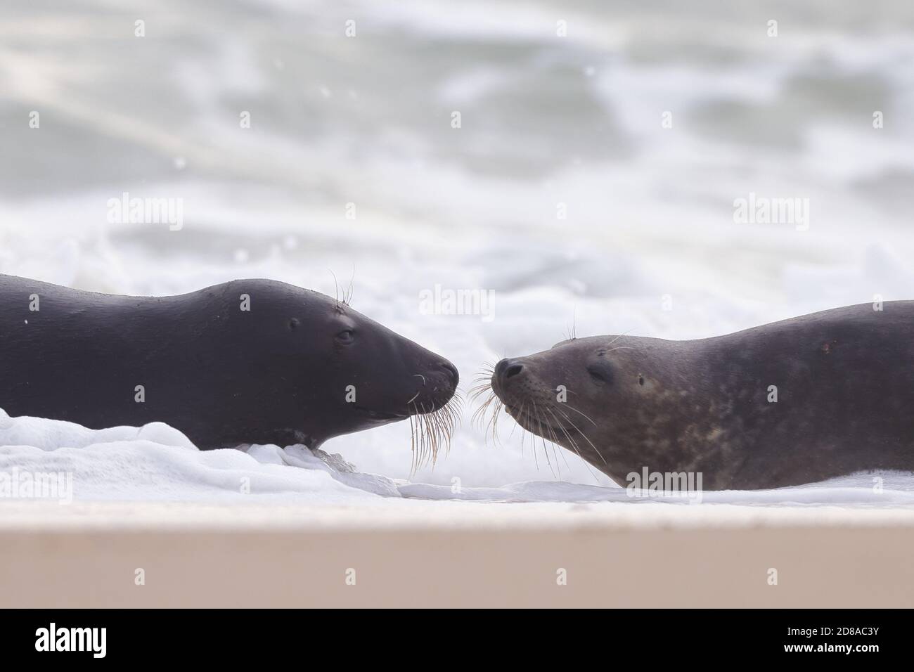 The grey seal is found on both shores of the North Atlantic Ocean. It ...