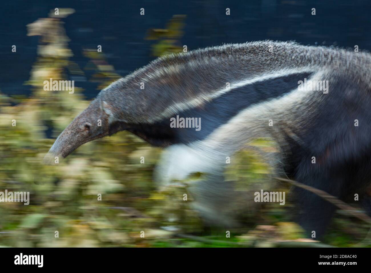 Giant anteater (Myrmecophaga tridactyla Stock Photo - Alamy