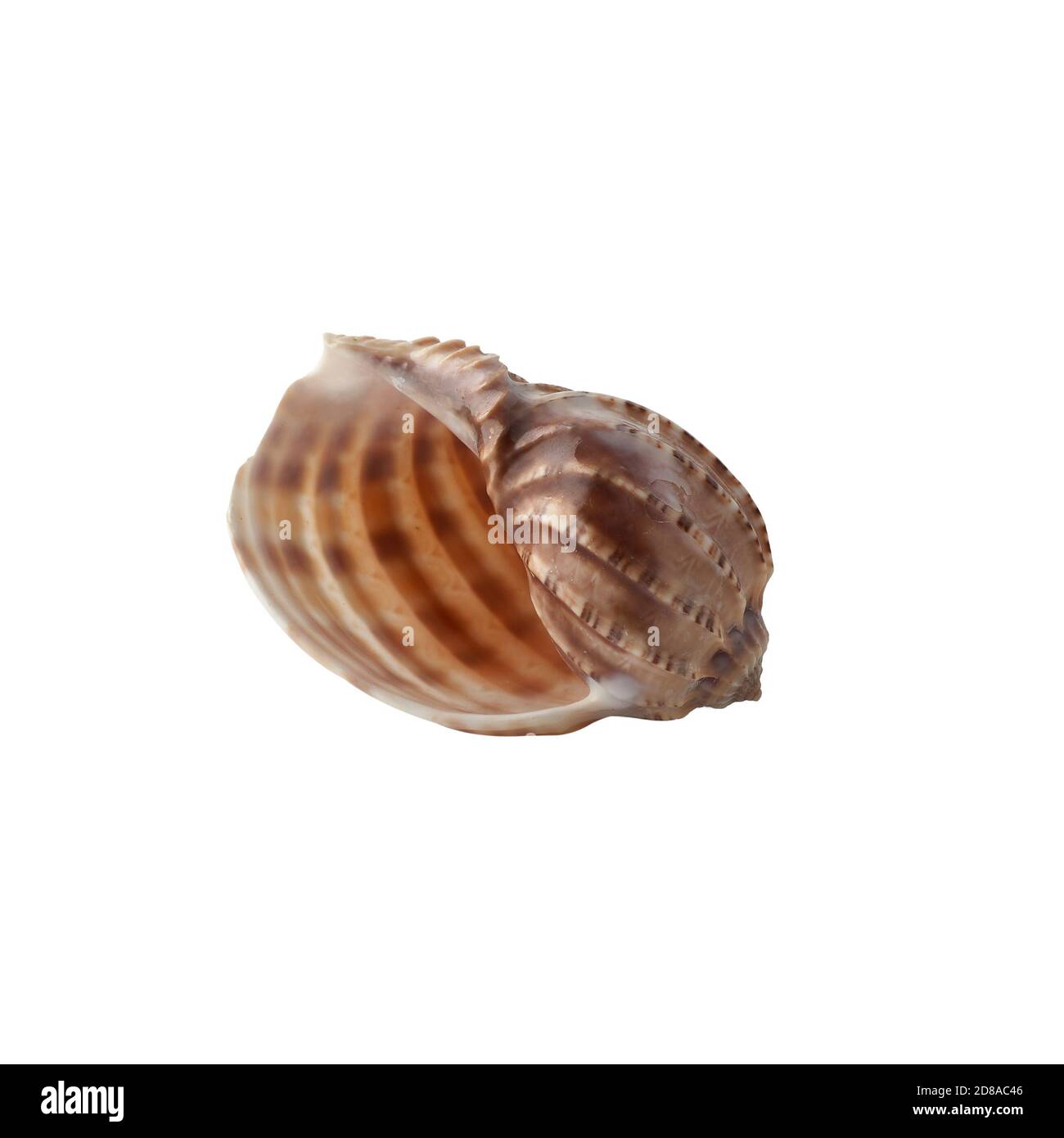 Seashell isolated on white background Stock Photo - Alamy