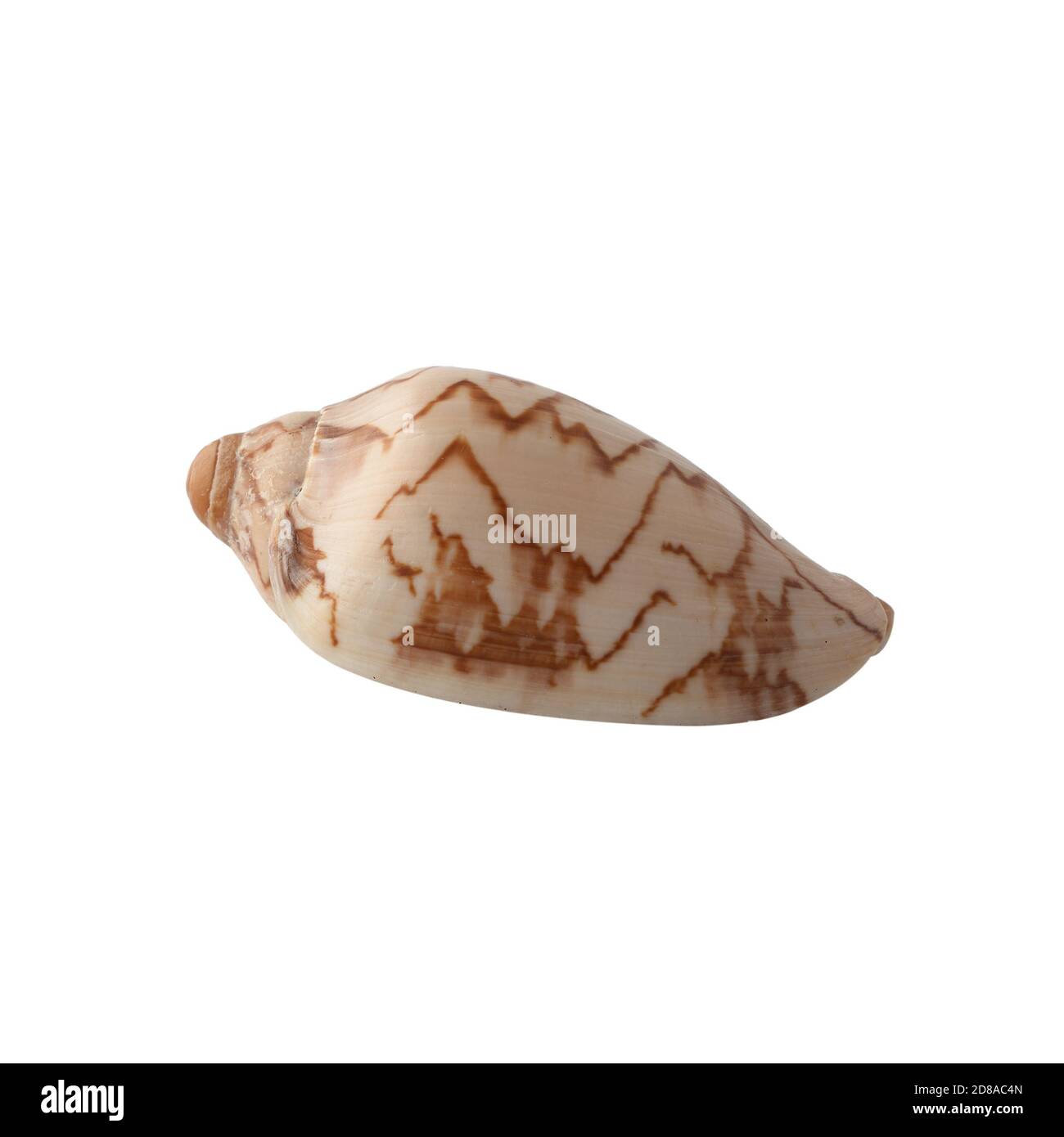 Seashell isolated on white background Stock Photo - Alamy
