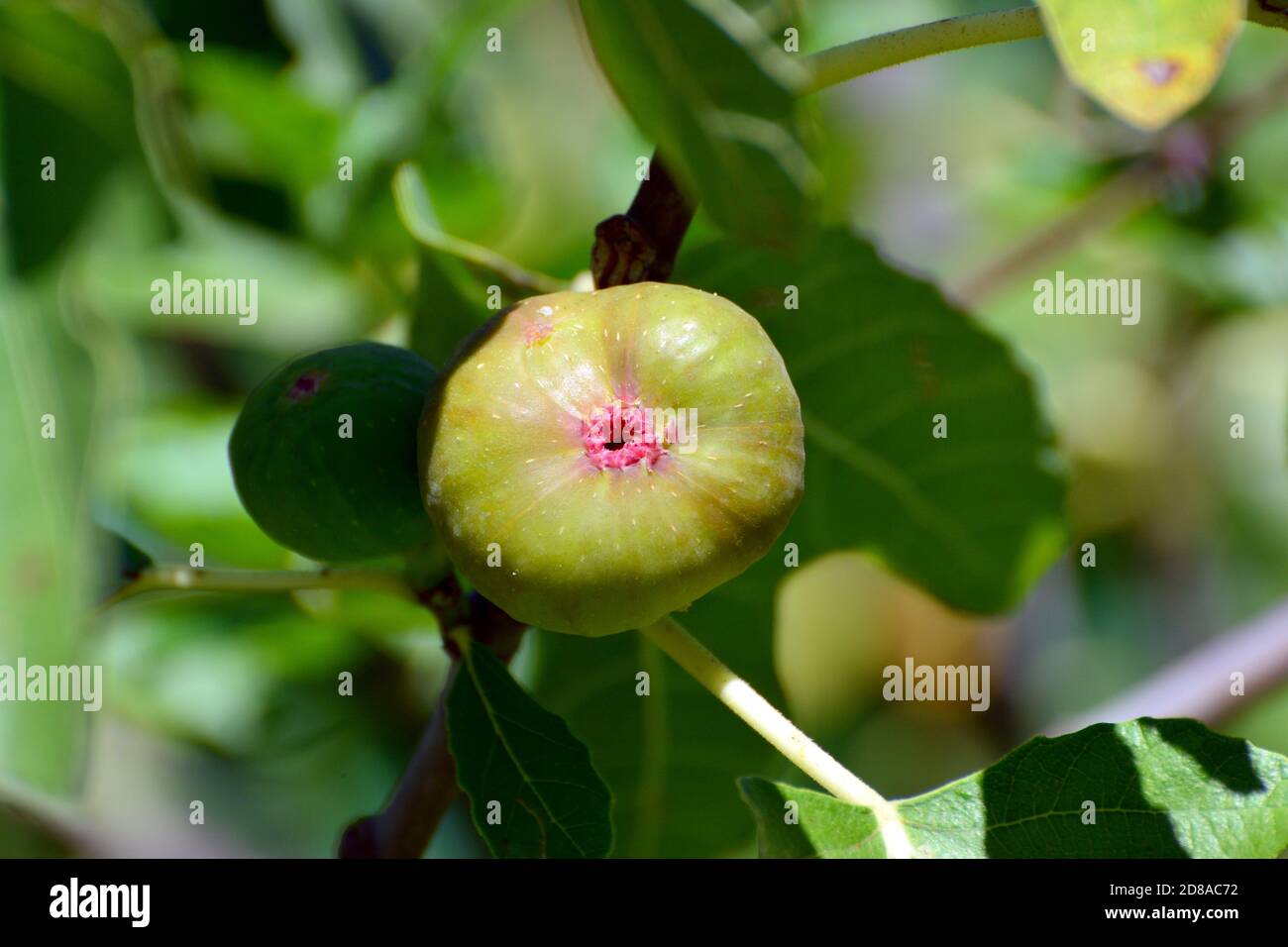 Common fig, Echte Feige, Ficus carica, közönséges füge Stock Photo - Alamy