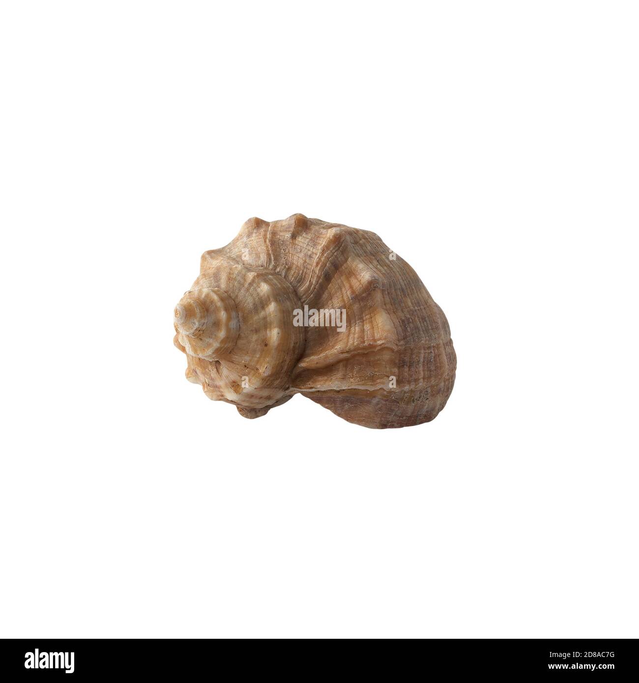 Seashell isolated on white background Stock Photo - Alamy