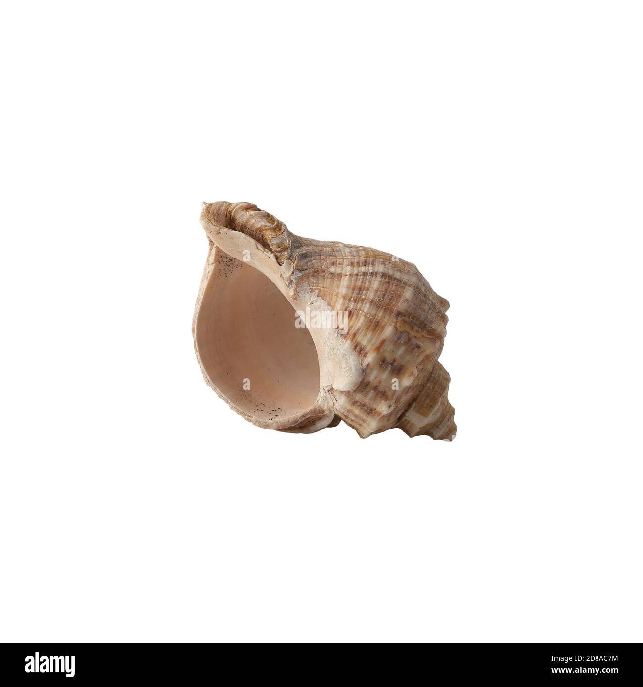 Seashell isolated on white background Stock Photo - Alamy