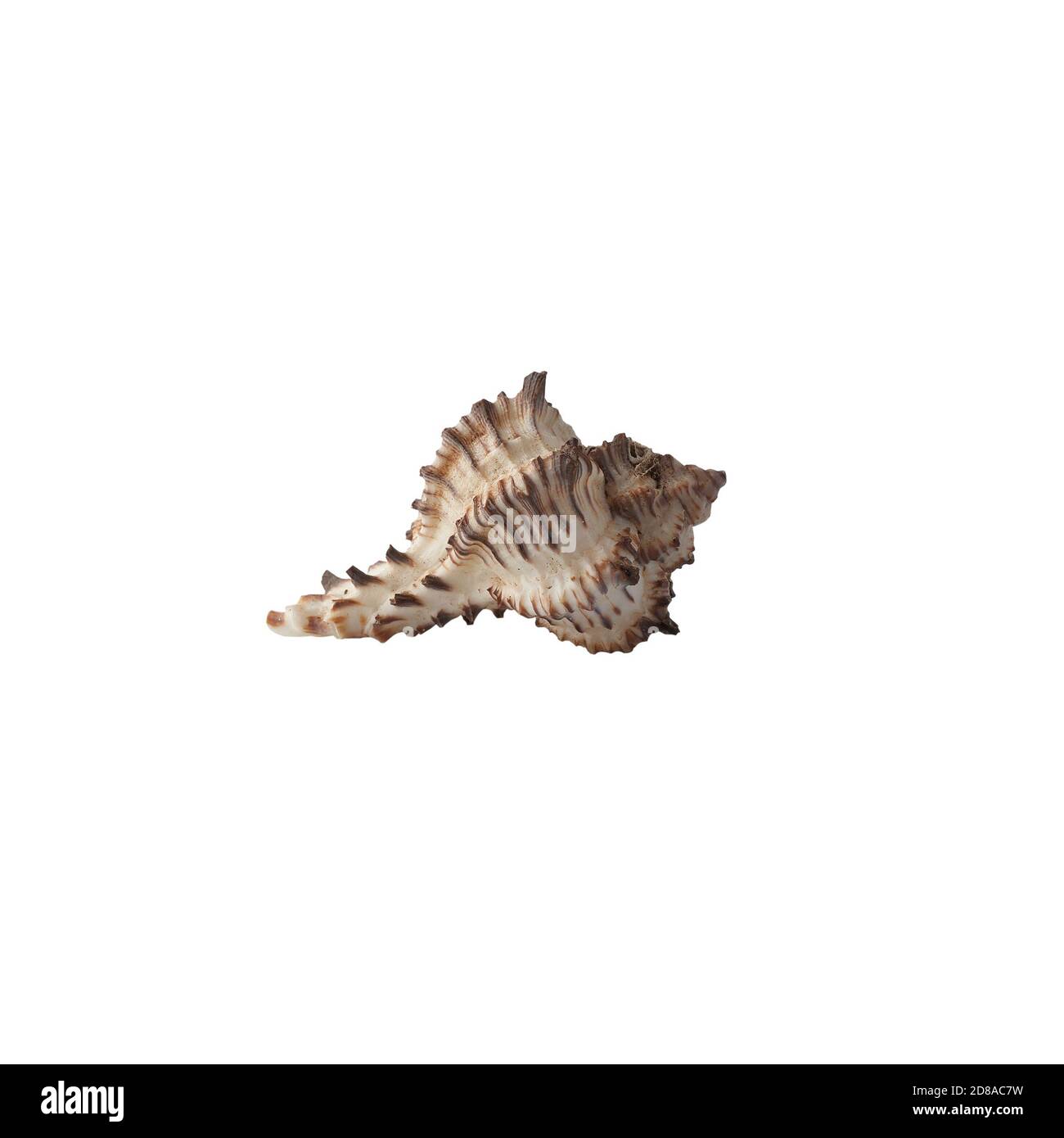 Seashell isolated on white background Stock Photo - Alamy