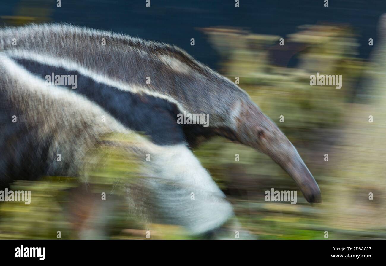 Giant anteater (Myrmecophaga tridactyla Stock Photo - Alamy