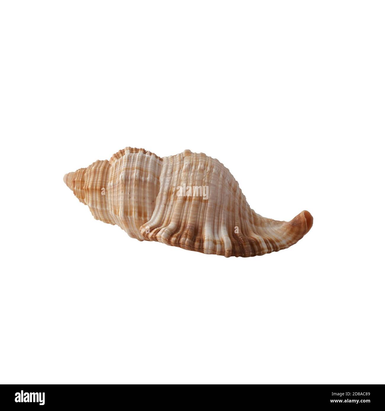 Seashell isolated on white background Stock Photo - Alamy