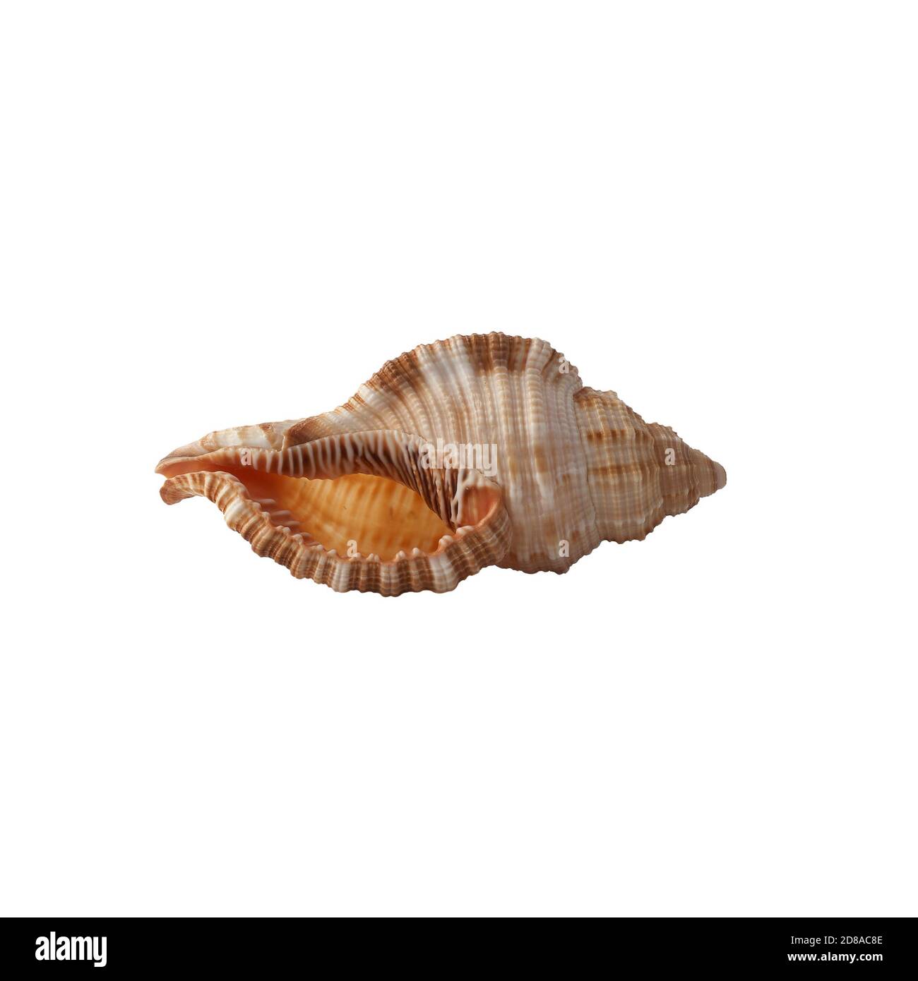 Seashell isolated on white background Stock Photo - Alamy