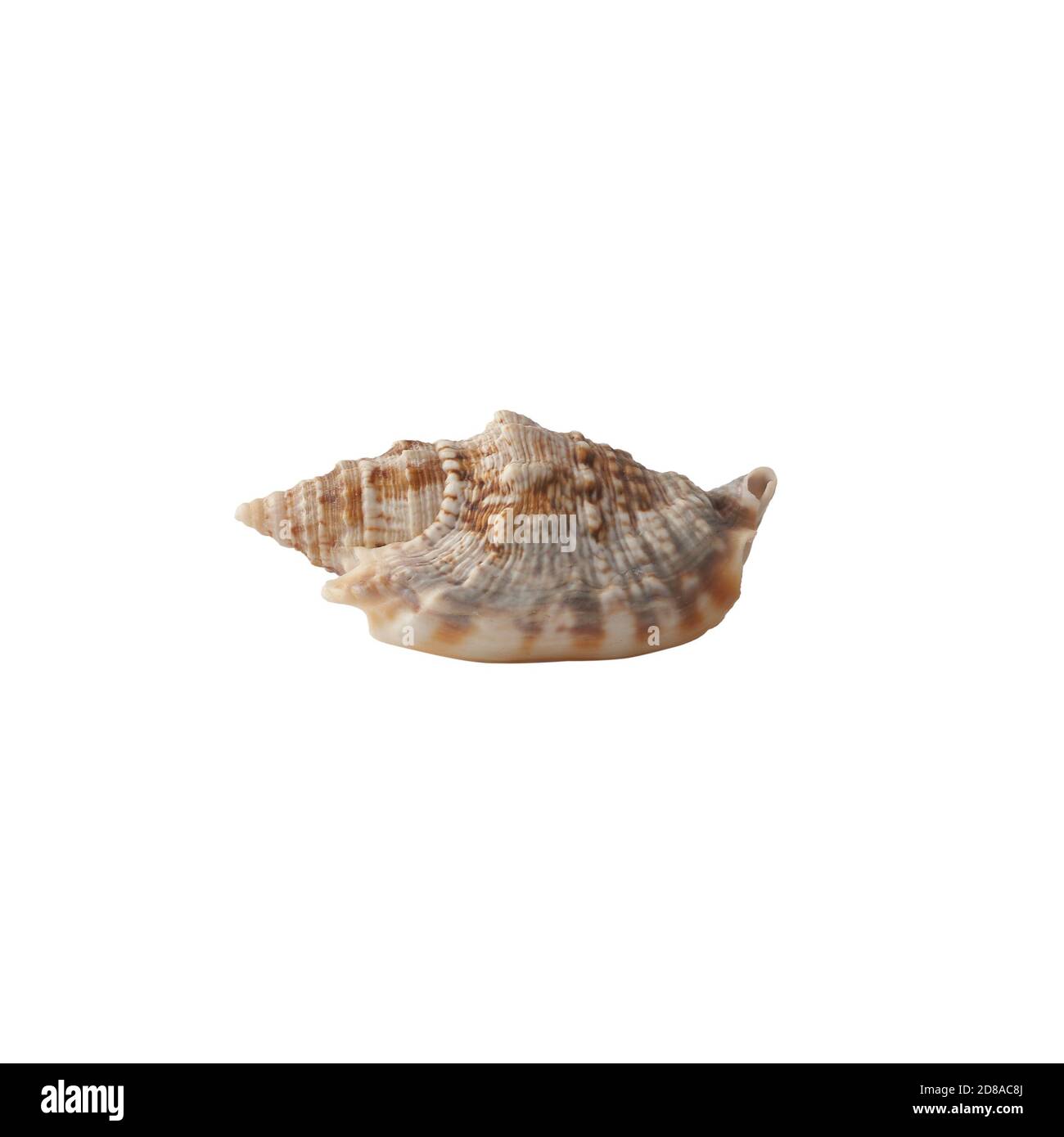 Seashell isolated on white background Stock Photo - Alamy