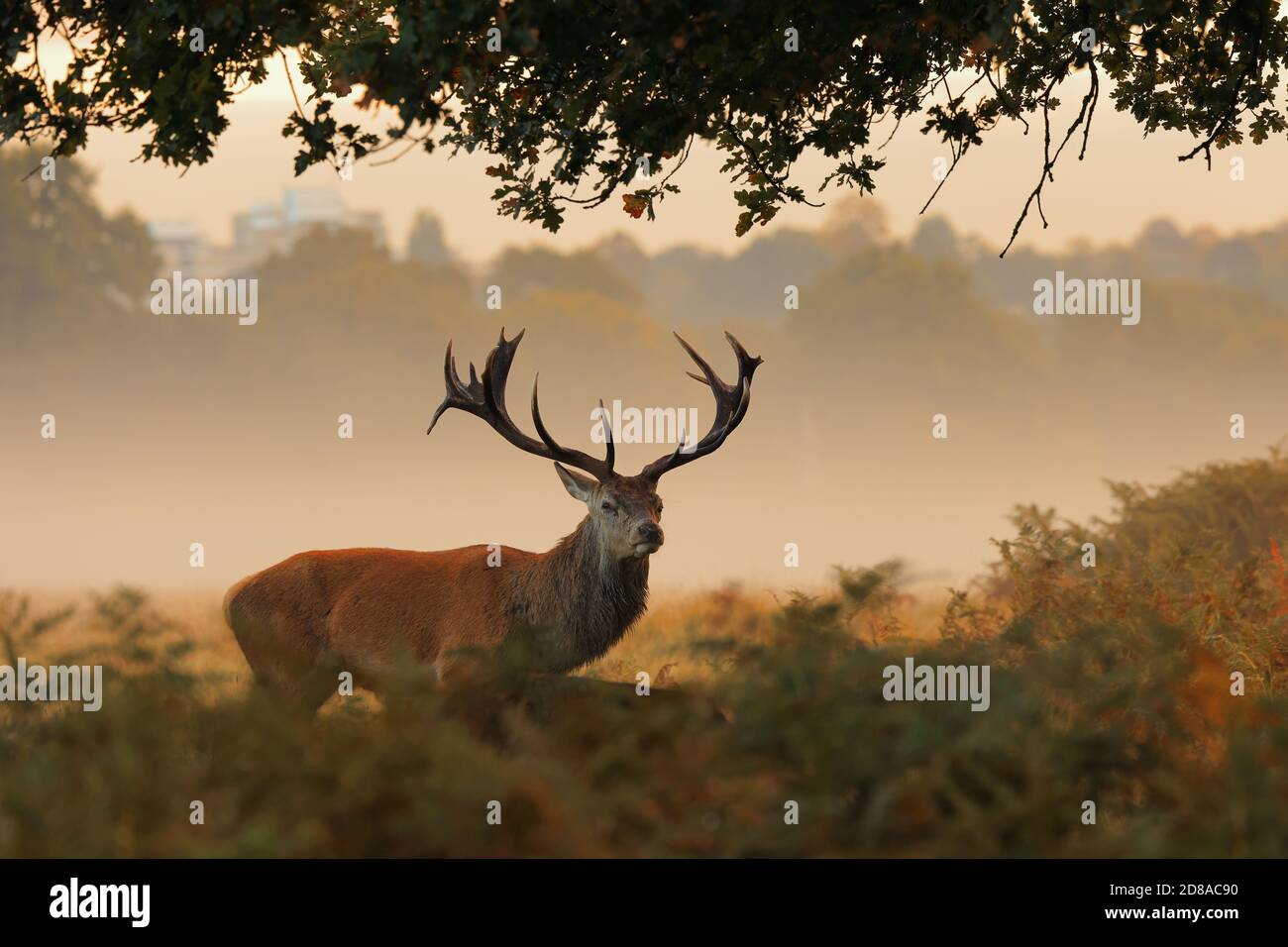 The red deer is one of the largest deer species. The red deer inhabits ...