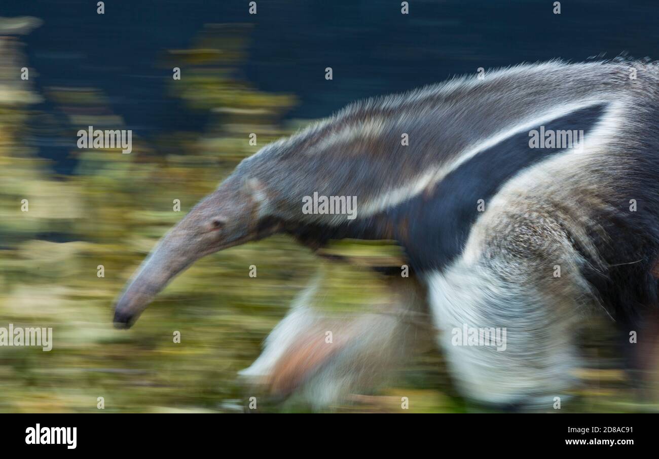 Giant anteater (Myrmecophaga tridactyla Stock Photo - Alamy