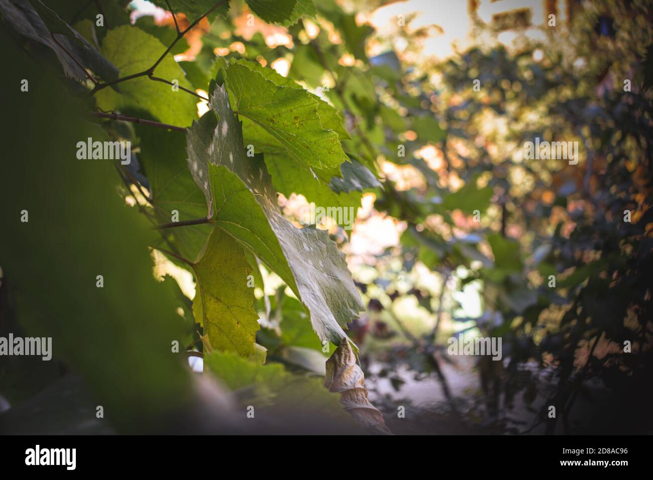 Grape leaves in the shade. Grape background Stock Photo - Alamy