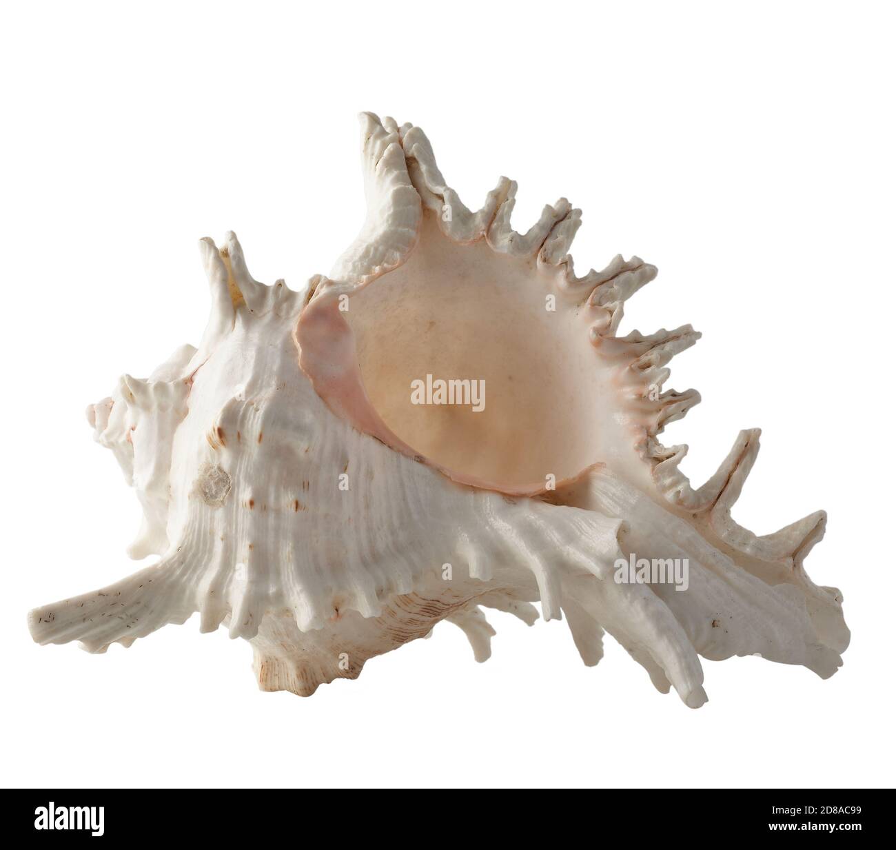 Seashell isolated on white background Stock Photo - Alamy