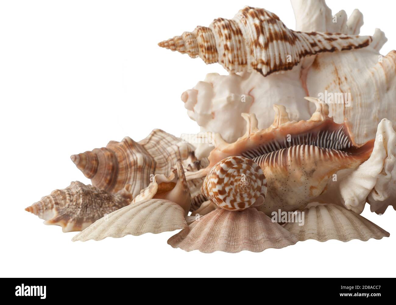 Group of seashells isolated on white background Stock Photo - Alamy