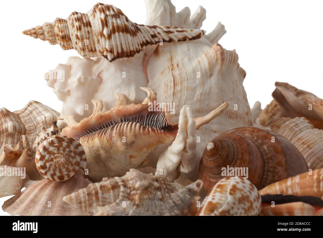 Group of seashells isolated on white background Stock Photo - Alamy