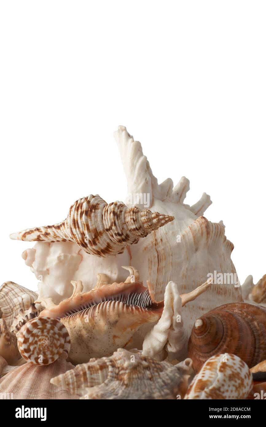 Group of seashells isolated on white background Stock Photo - Alamy