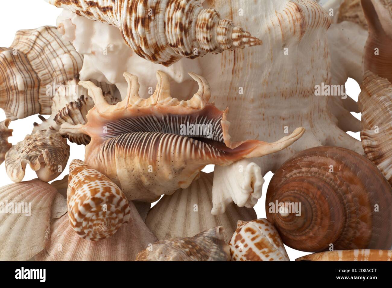 Group of seashells isolated on white background Stock Photo - Alamy
