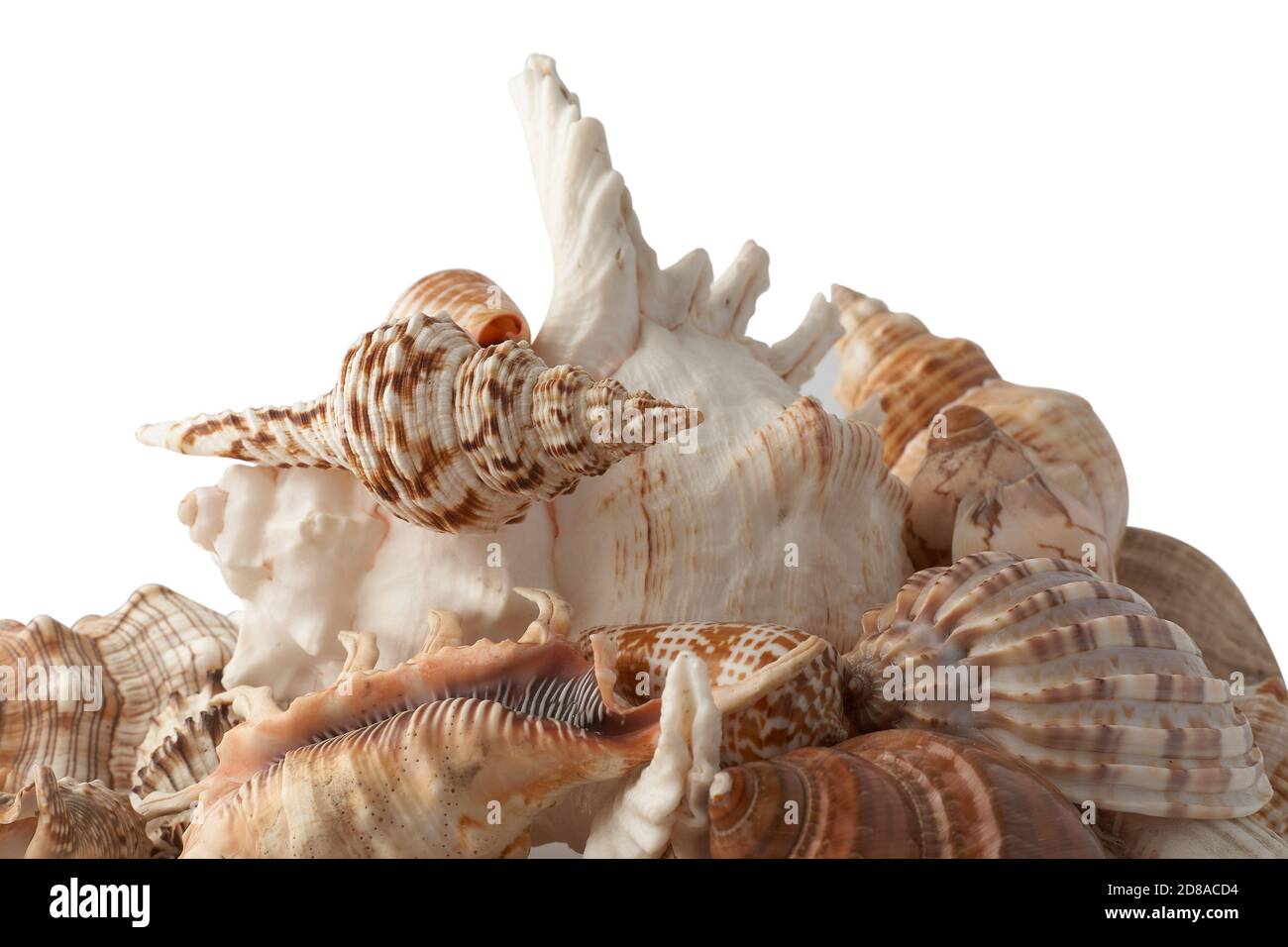 Group of seashells isolated on white background Stock Photo - Alamy
