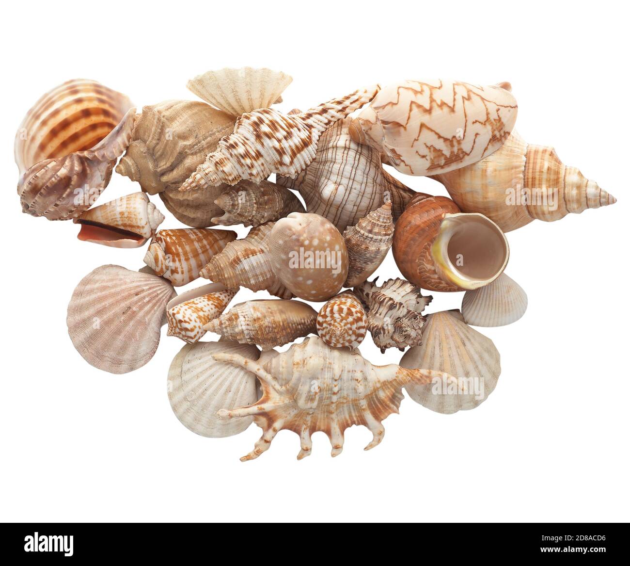 Group of seashells isolated on white background Stock Photo - Alamy