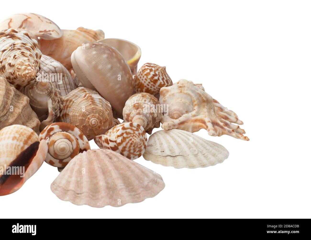 Group of seashells isolated on white background Stock Photo - Alamy