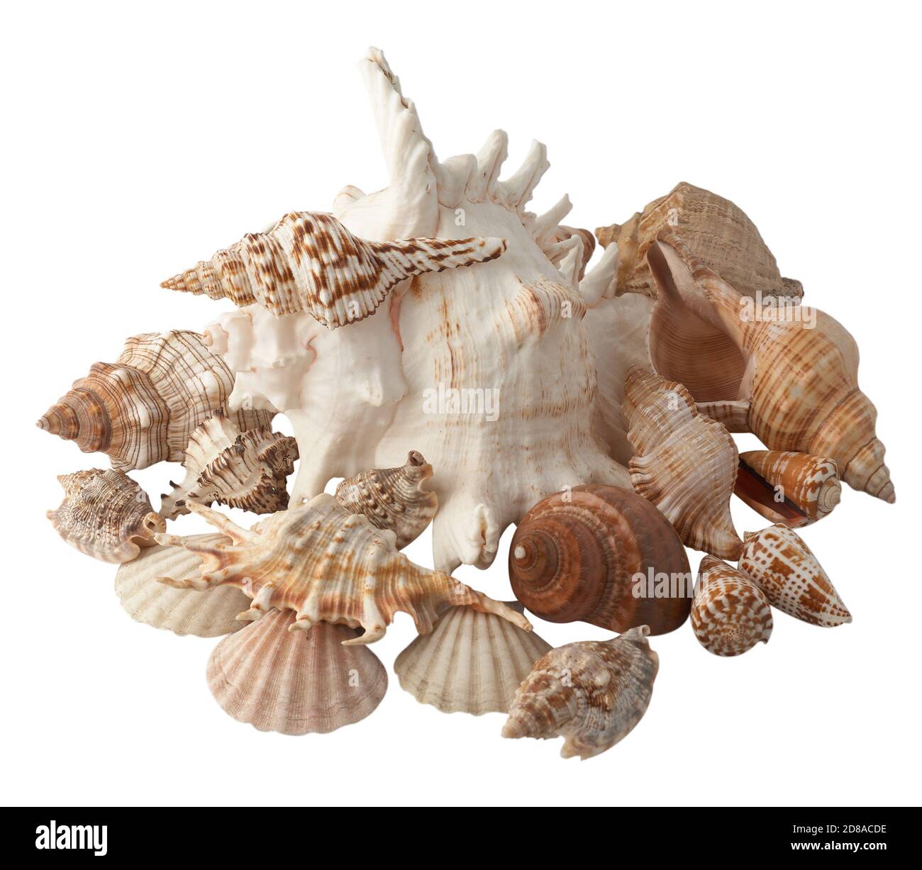 Group of seashells isolated on white background Stock Photo - Alamy