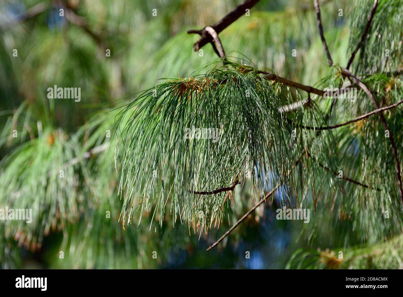 Bhutan pine, blue pine, Himalayan pine, Himalayan white pine, Tränen ...