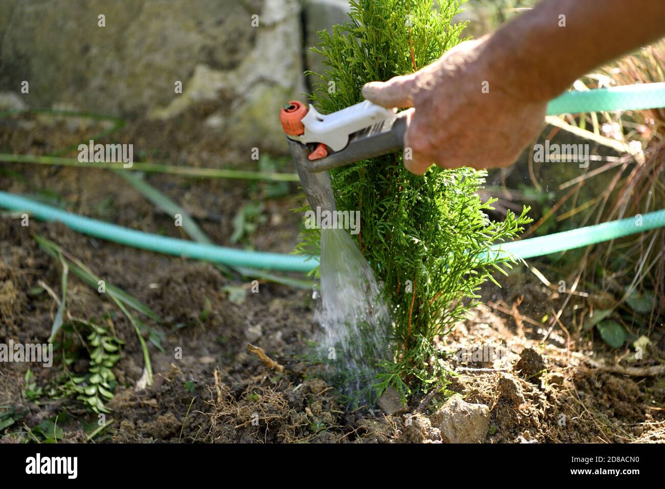 The farmer wateres the Thuja tree using a spray gun and a hose Stock ...