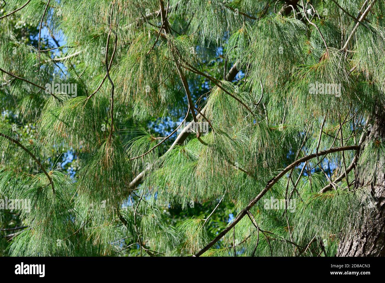 Bhutan pine, blue pine, Himalayan pine, Himalayan white pine, Tränen ...